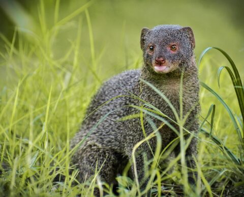 The Story of the Hawaiian Mongoose - Revealed Travel Guides