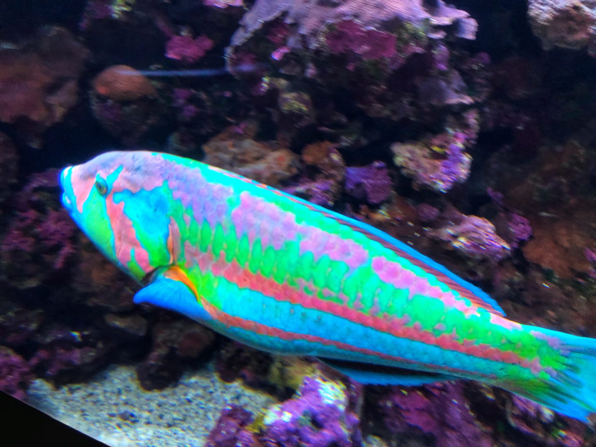 What Kind of Fish Will You Find Snorkeling in Hawaii? - Revealed Travel ...