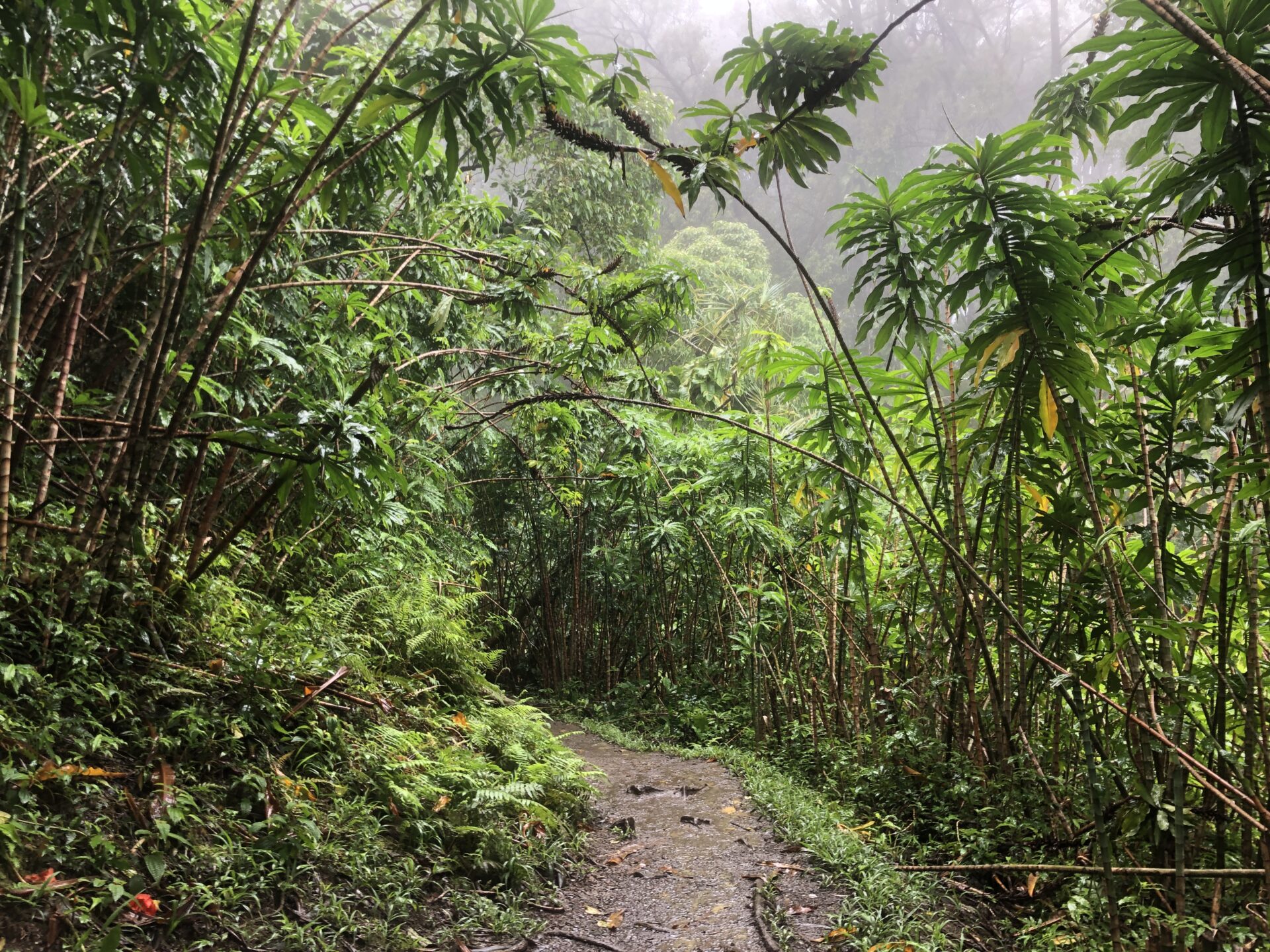 Invasive Species in Hawaii - Revealed Travel Guides