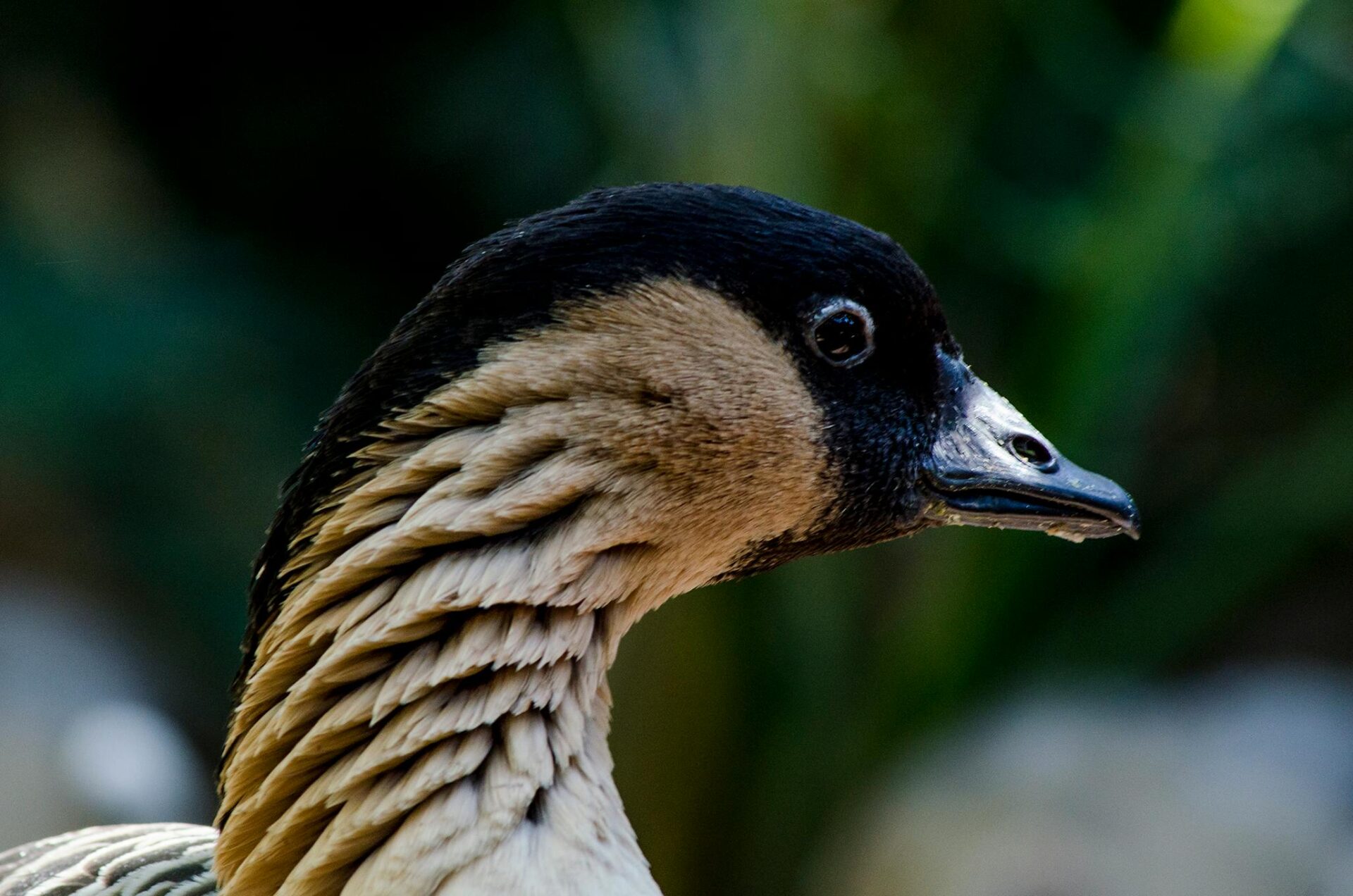 Native Species in Hawaii - Revealed Travel Guides